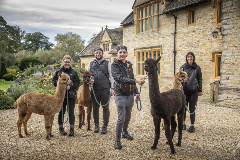 Cotswold Manor Alpacas - Bretforton Manor - Historic manor for events ...
